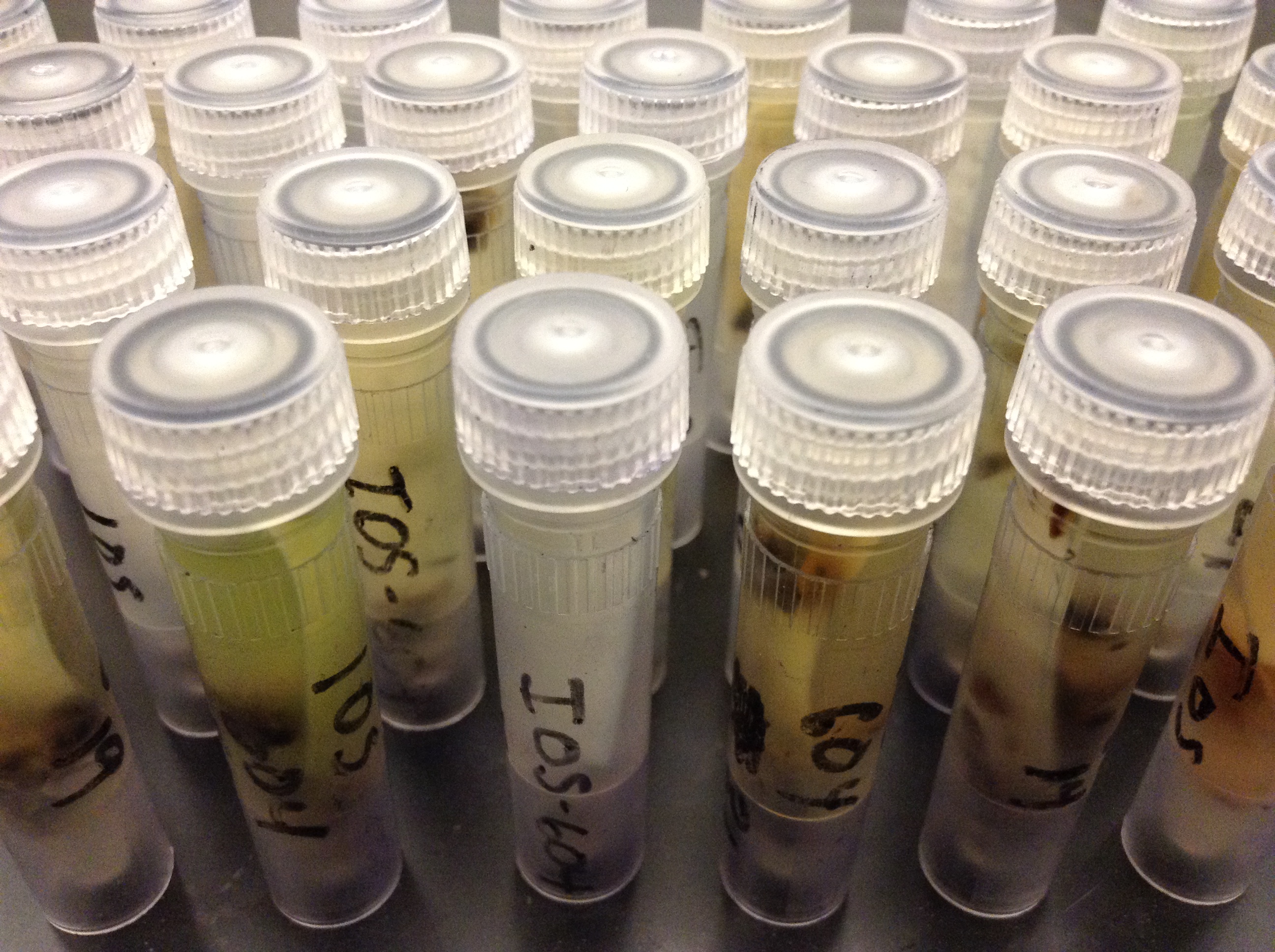 Guest Post: Bugs and Lizard Vomit – Colin Donihue