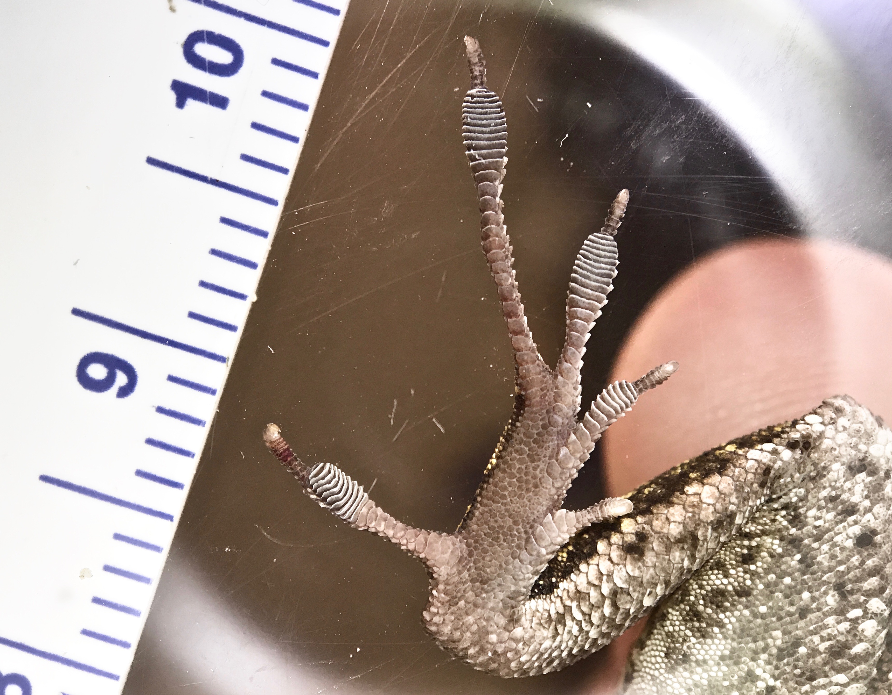 A new method for taking toepad pictures in the field! – Colin Donihue